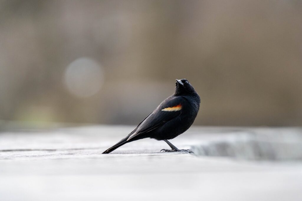 Corpse Run 1,132: Toasty! – Corpse Run Comics